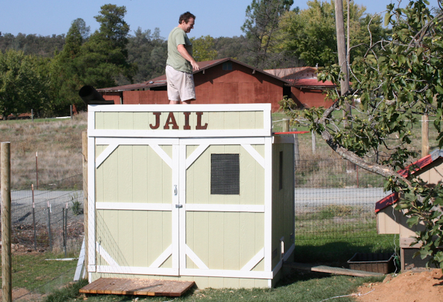 Chicken Jail! | The Old Egg Farm