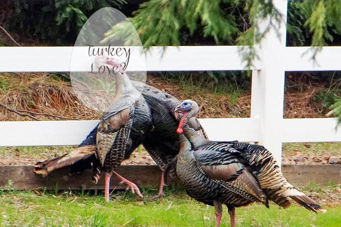Turkey Love? | The Old Egg Farm
